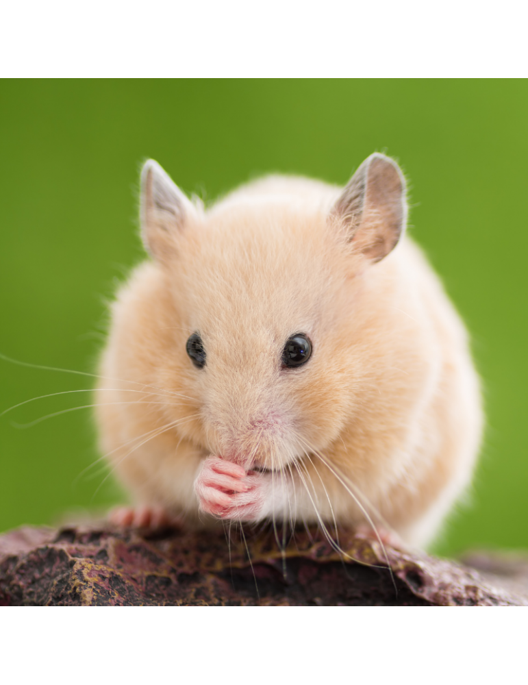 RodeVit Respiro Soutien Respiratoire pour Rongeurs et Lapins